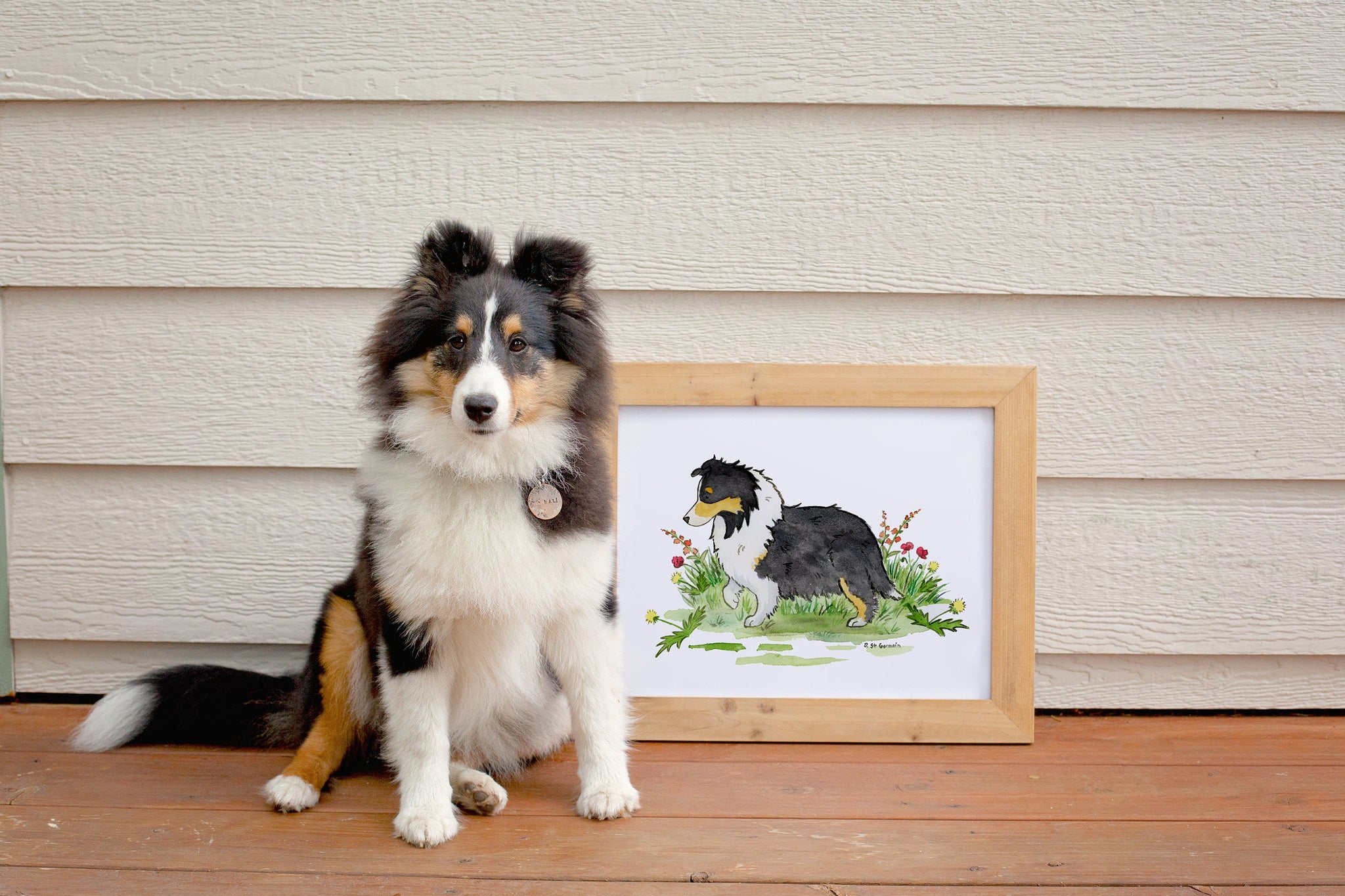 Tri Color Shetland Sheepdog Art Print, Sheltie Lover Gift – Jasper and ...
